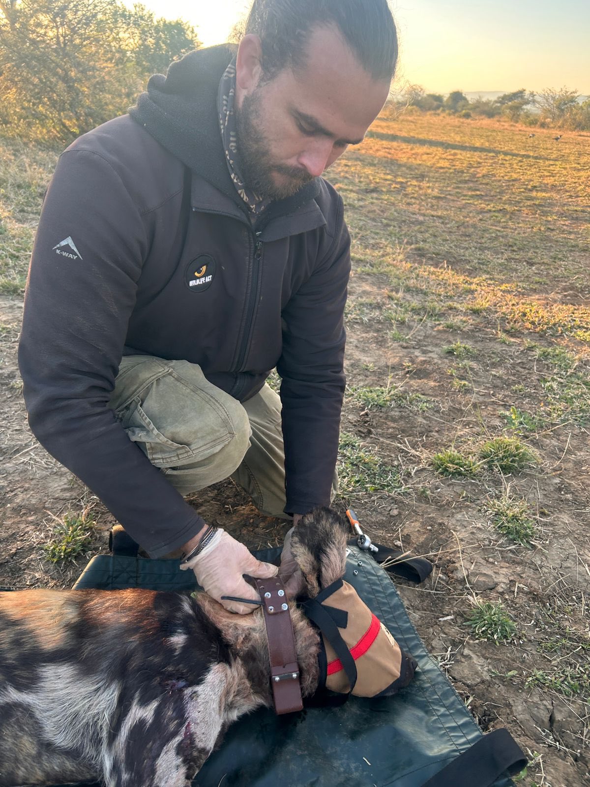 Wild dogs collared in Hluhluwe-iMfolozi | Southern & East African Tourism Update